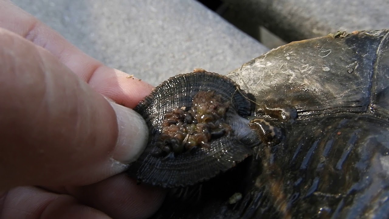 Leeches on a Red-Eared Slider Turtle - YouTube