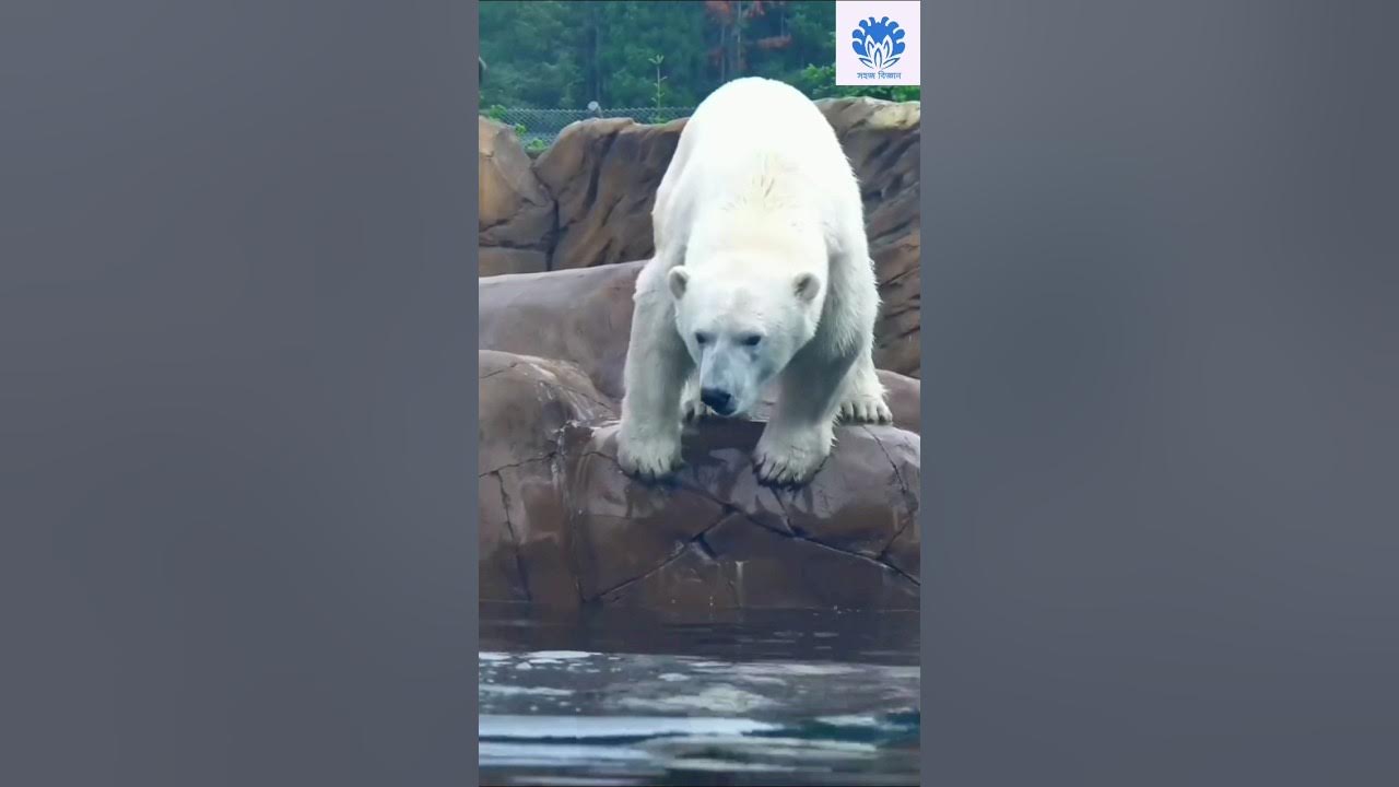Polar bear catching fish - 02 😱😱 | 🌟🌟 Animals action moment 0024 🌟🌟 # ...