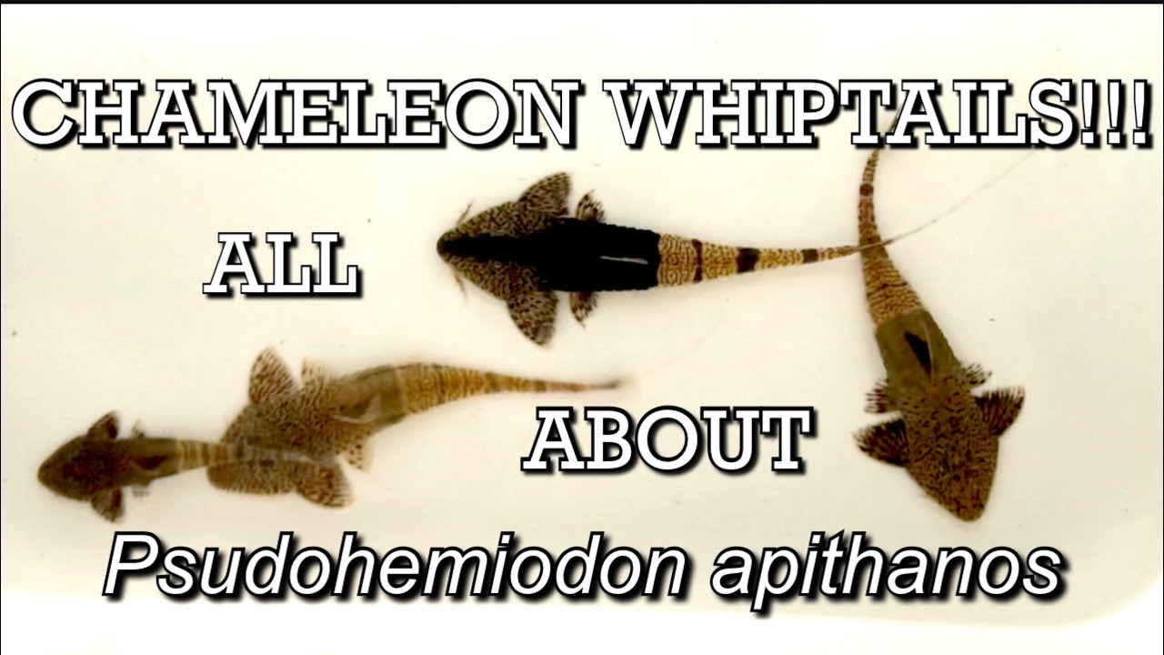 Coolest NEW FISH in the Fish Room! All About Chameleon Whiptails ...