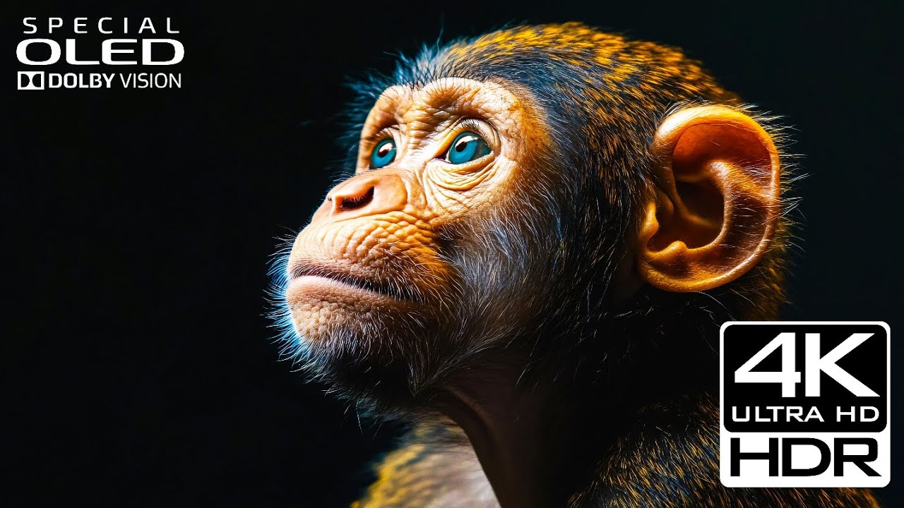 ULTIMATE OLED TEST 4K HDR 60FPS | AMAZING Color Test 4K VIDEO ULTRA HD ...