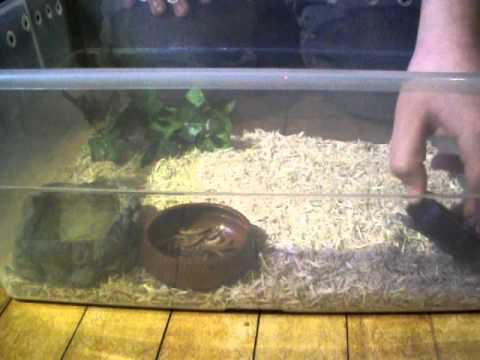 How To Setup A Leopard Gecko Tub - YouTube