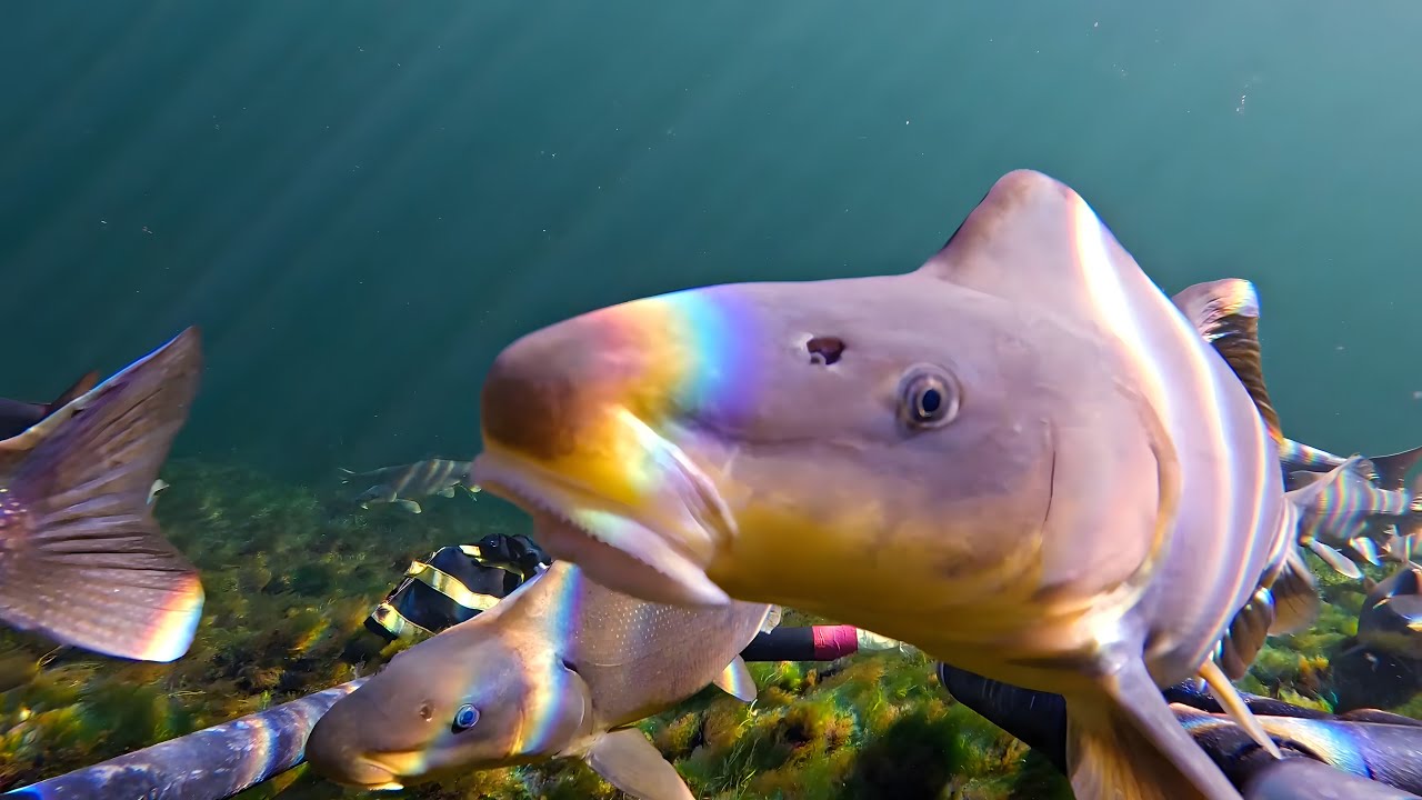 Endangered Fish in the Colorado River - 1.5 Hours of Razorback Sucker ...