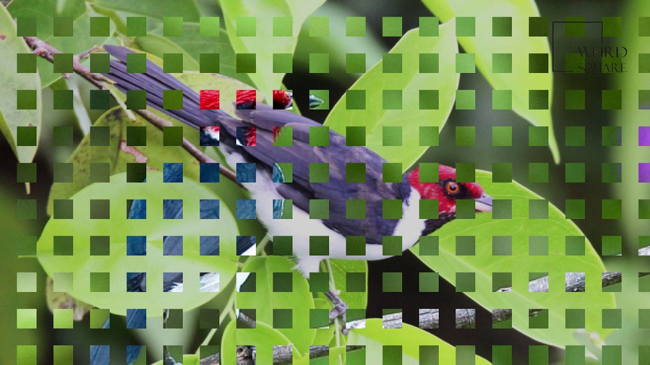 Interesting facts about Red cardinal capped by weird square - YouTube