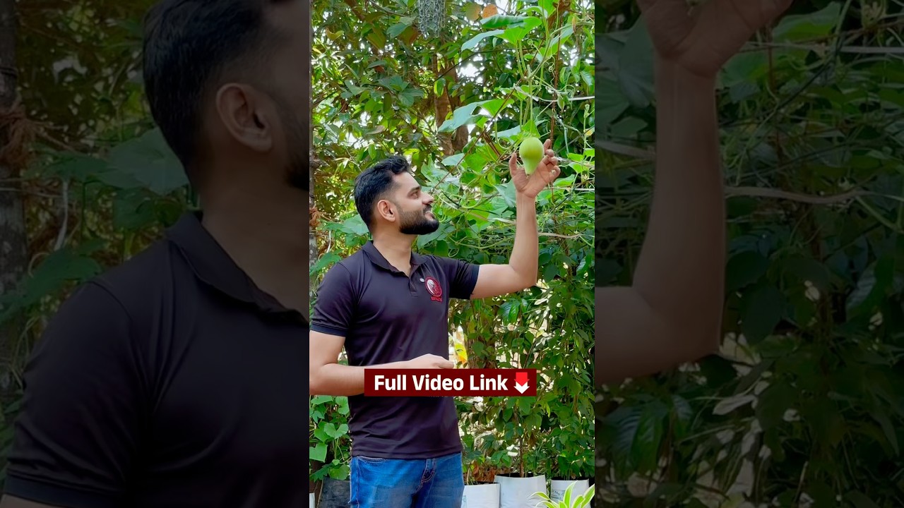 ഖത്തറിലെ ഷമാം...🍈 Full Video Link 👇🏻 #shamam #fruit #plant #shamamplant ...