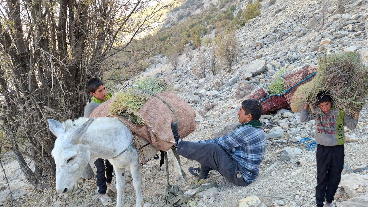 “Nomadic Life in Iran: Harvesting Mountain Grass with a Donkey ⛰️🌿🐴 ...