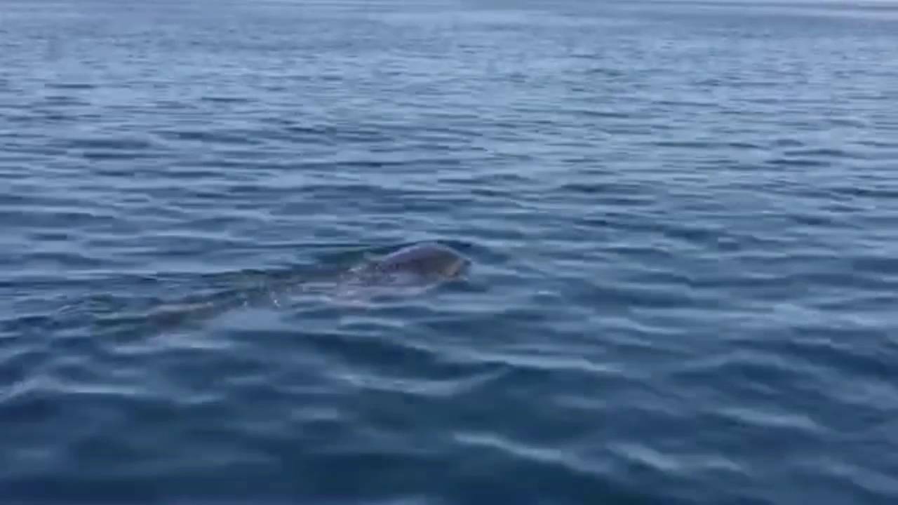 Whale shark Diving Oman daymaniat islands 08 2015 - YouTube