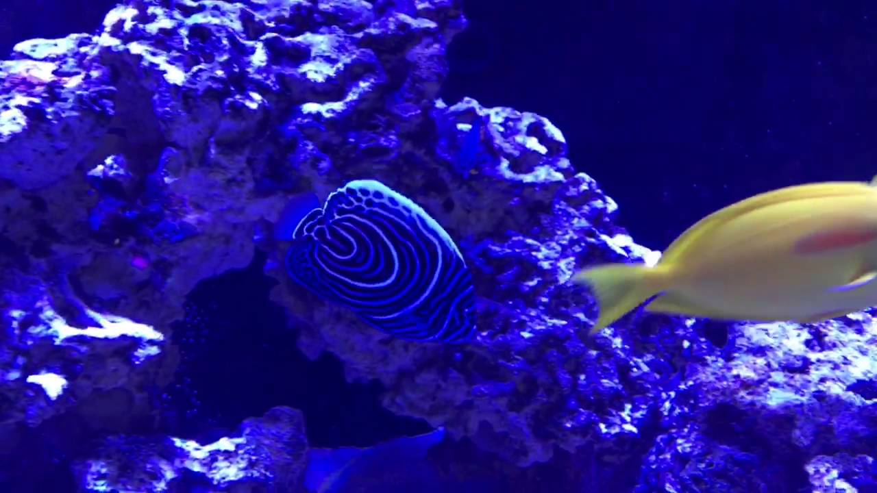 150 gallon fowlr aquarium - YouTube