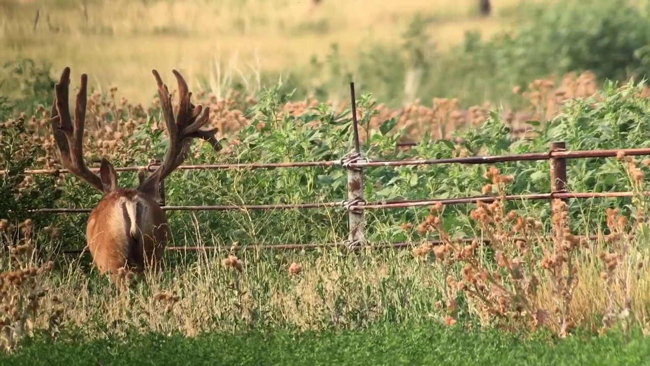 Big muley buck August 2017 - YouTube