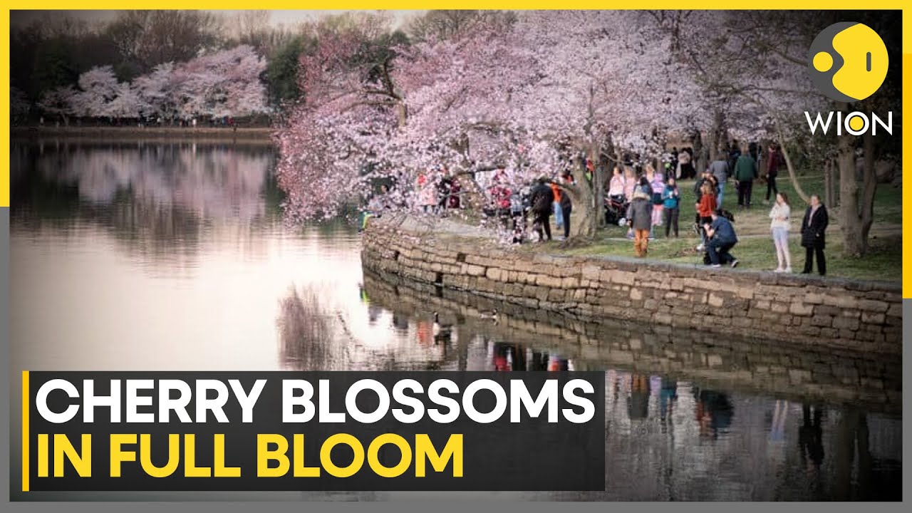 Washington DC Welcomes Spring With Stunning Cherry Blossoms | world ...