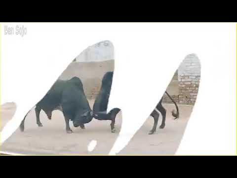 Animals Rampage - YouTube