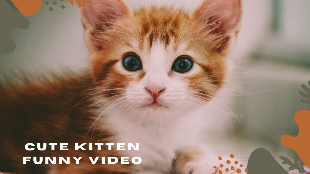Cute forever-Cute Kittens Playing Baby cats funny video for kids-cat ...