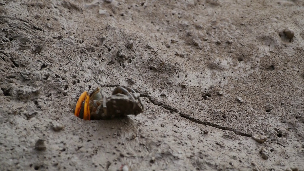 fiddler crab is plugging burrow - YouTube