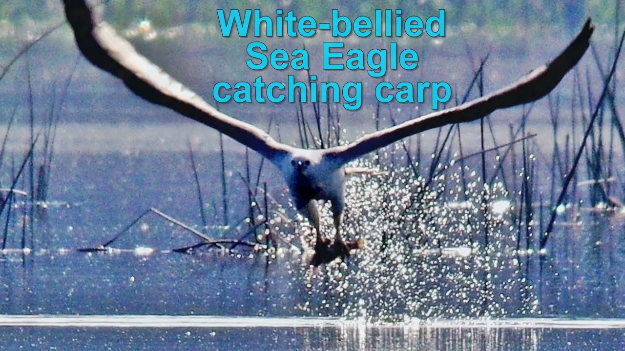 Sea Eagle catching carp - YouTube