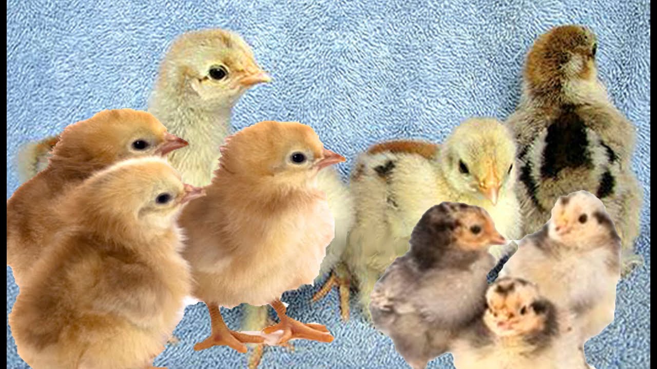 #CUCE #CIVCIV. Cucelere evde baxmaq qaydasi ve daha cox maraqli anlar ...