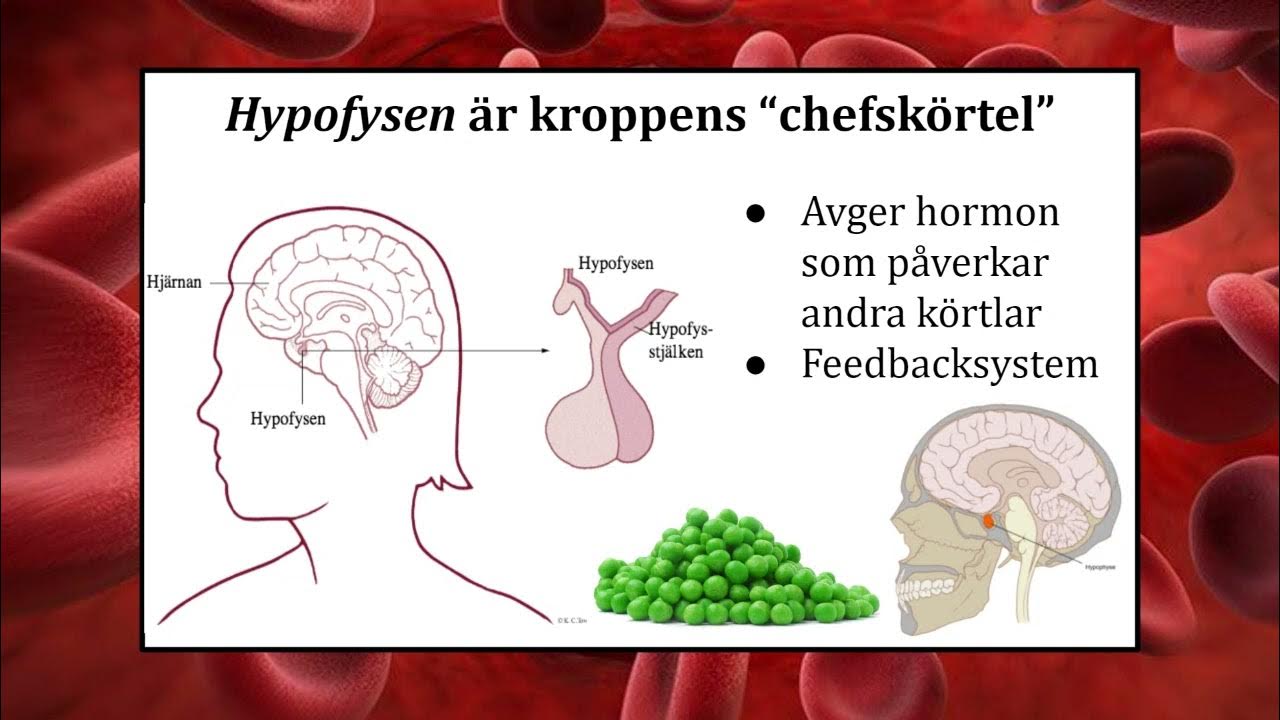 Lektion 8 - Hormonsystemet - YouTube