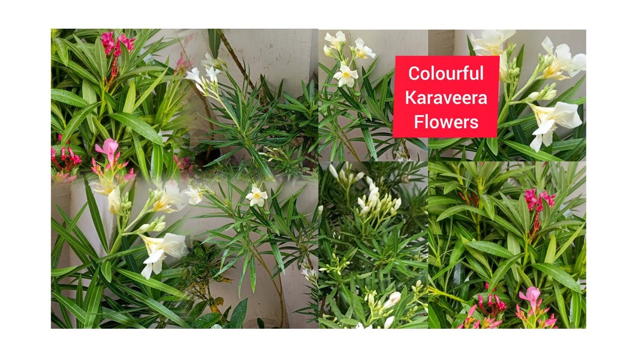Growing varieties of Karaveera plants in water - YouTube