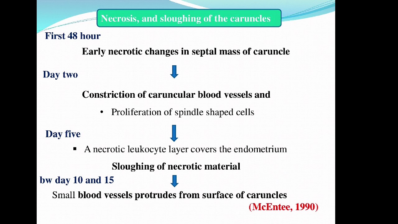 Uterine involution 3 - YouTube