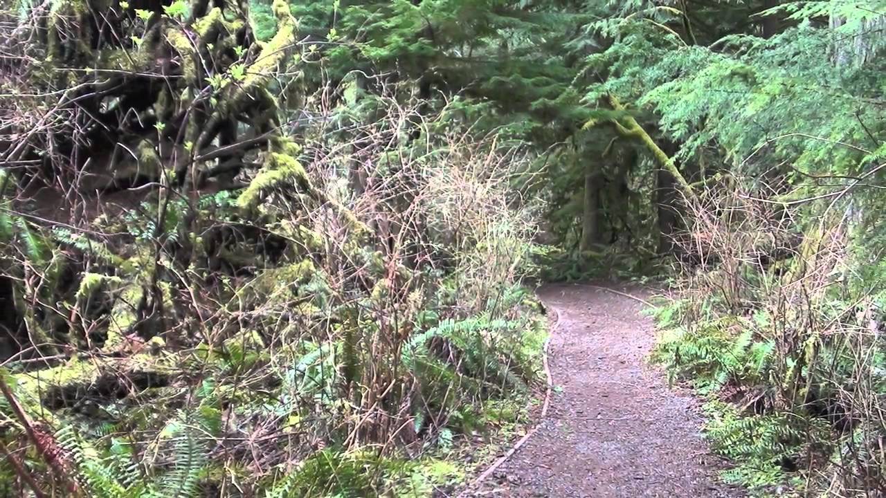 ScienceMan Digital Lesson - Biomes - Temperate Rain Forest - YouTube