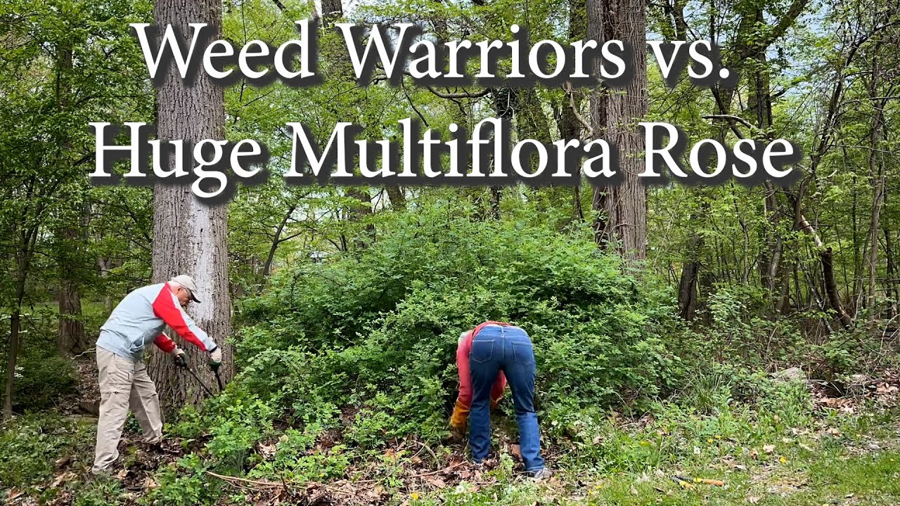 Weed Warriors Vs Multiflora Rose | Montgomery Parks Weed Warriors - YouTube