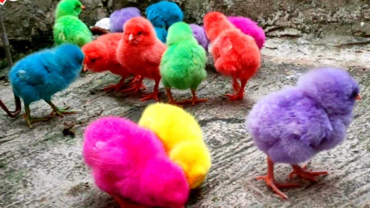 Catch millions of cute chickens, colorful chickens, ducks pekin ...