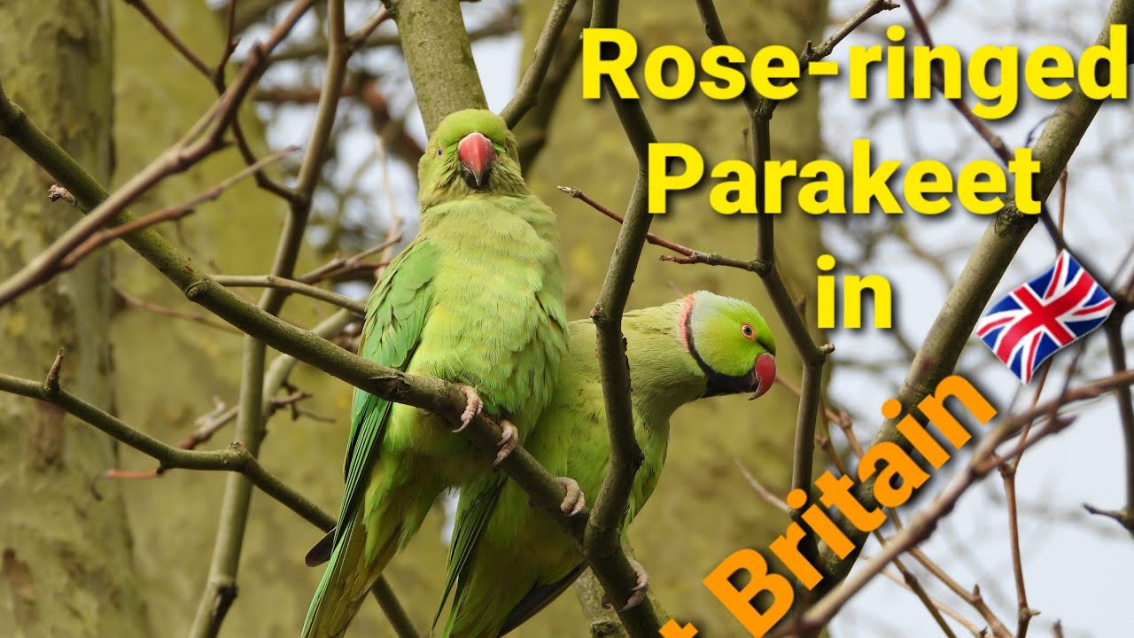 How Do Parakeets Court and Mate? - YouTube