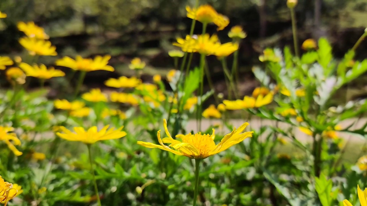 Bee flapping wings in slow motion action- OnePlus7Pro - YouTube