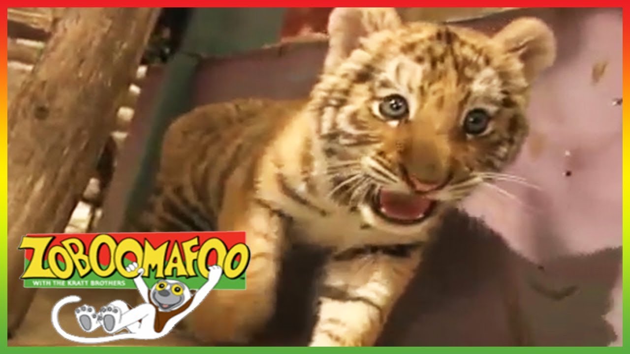 🐆 Zoboomafoo 132 | Spots And Stripes | Animal shows for kids | Full ...