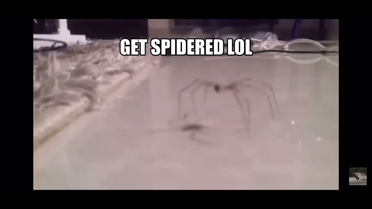 Get stick bugged lo vs get spidered lol - YouTube