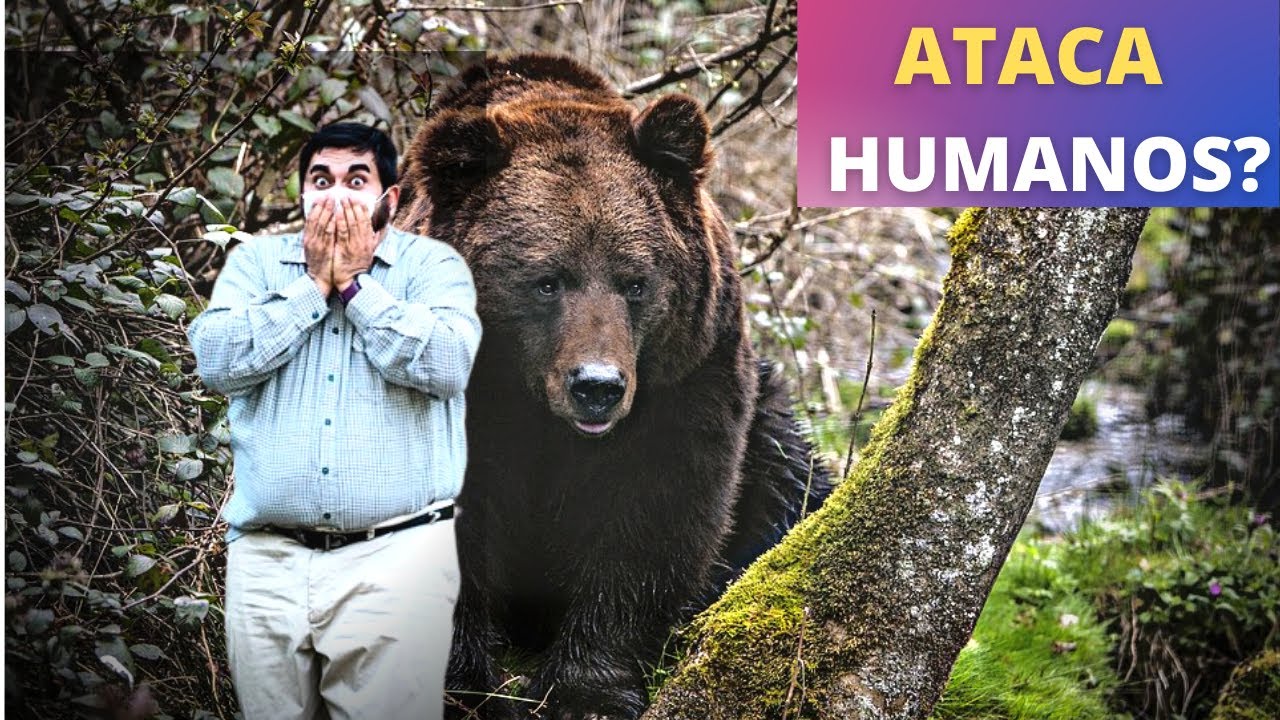 URSO NEGRO AMERICANO -15 fatos e Comportamentos - YouTube