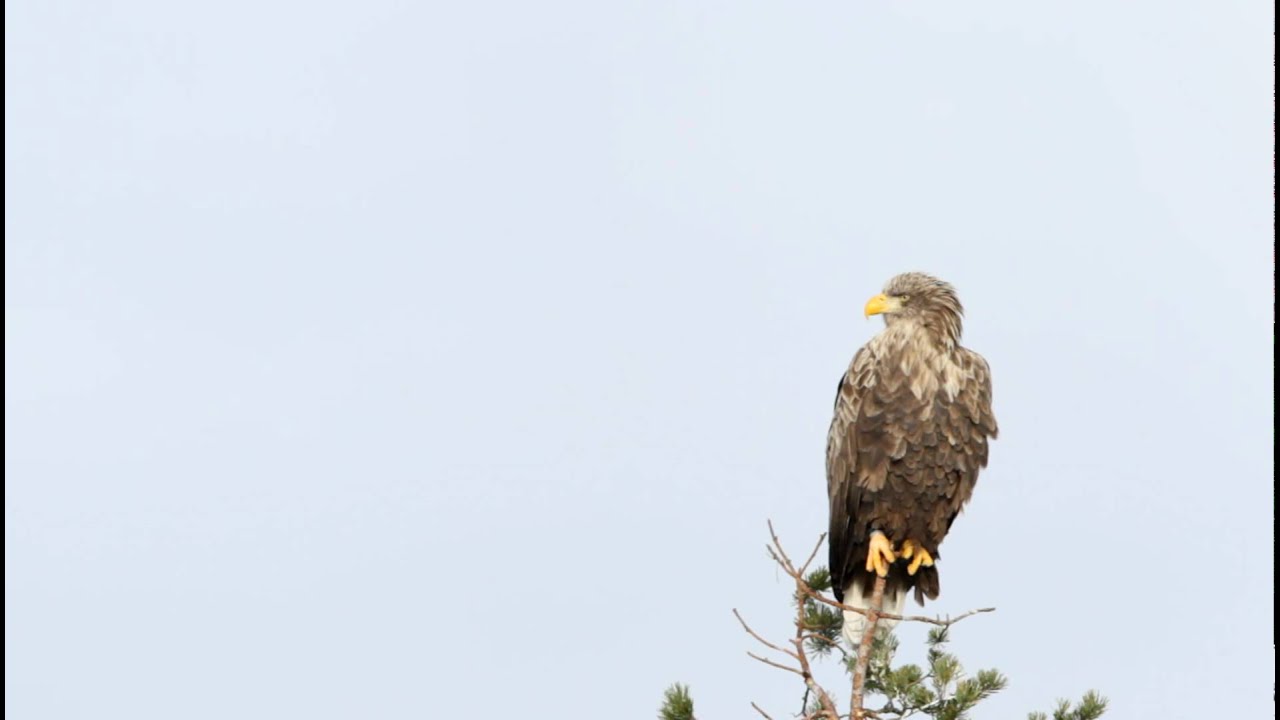 Merikotkas, White-tailed Eagle, Haliaetus albicilla - YouTube