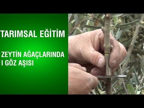 Tarımsal Eğitim - Zeytin Ağaçlarında I Göz Aşısı