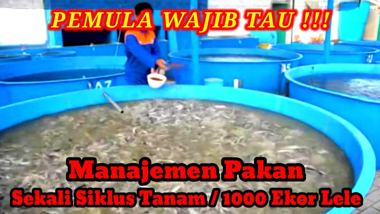 Manajemen dan cara pemberian pakan lele per seribu ekor || cara ...
