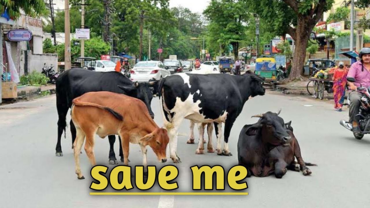 Save street cows, save street cats , save animals live streaming, save ...
