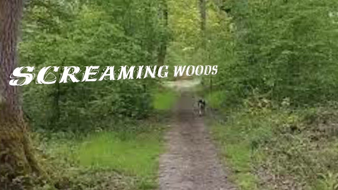 Exploring Haunted Dering Woods Uk (Screaming Woods) - YouTube