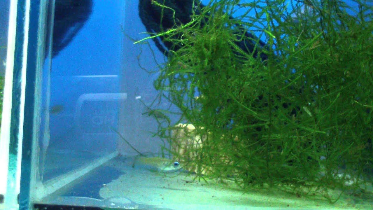 Killifish Lampeye - YouTube