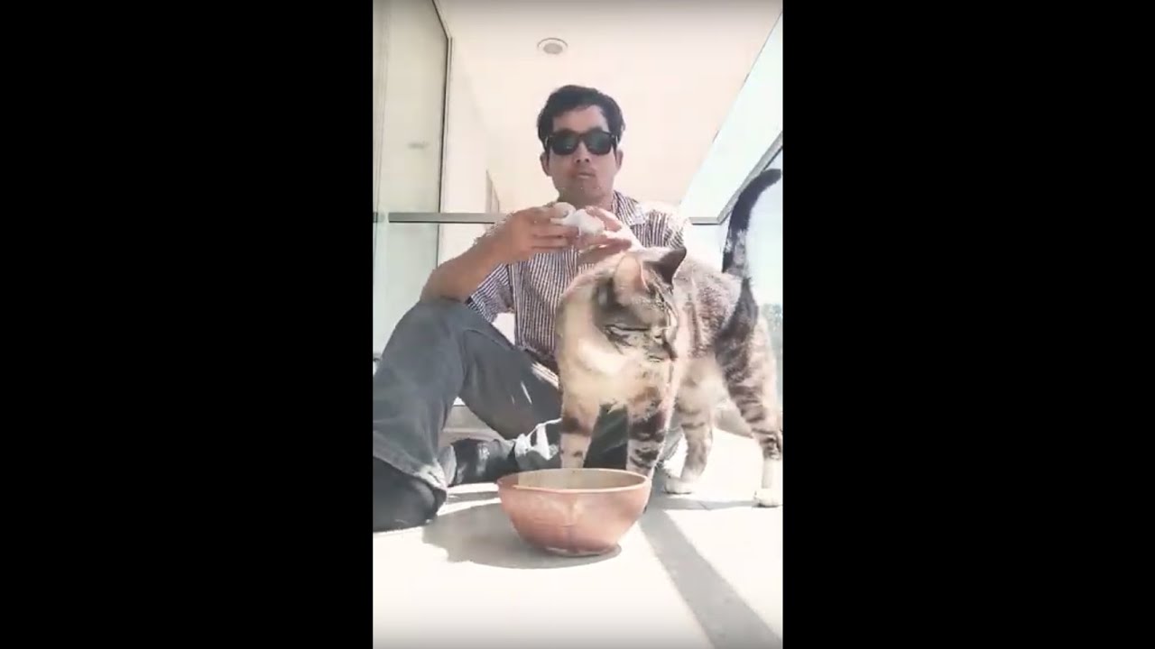 Sheeba Premium Cat Food Perfect Portions Paté Delicate Salmon Entrée ...
