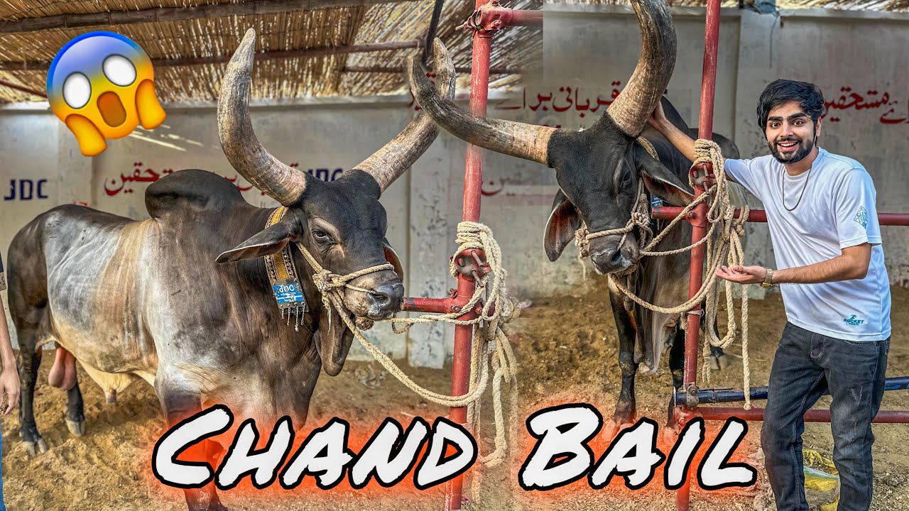 World Expensive Bail 🐂 😱JDC Main Or B Khoobsurat Janwar Dekhe || BAKRA ...