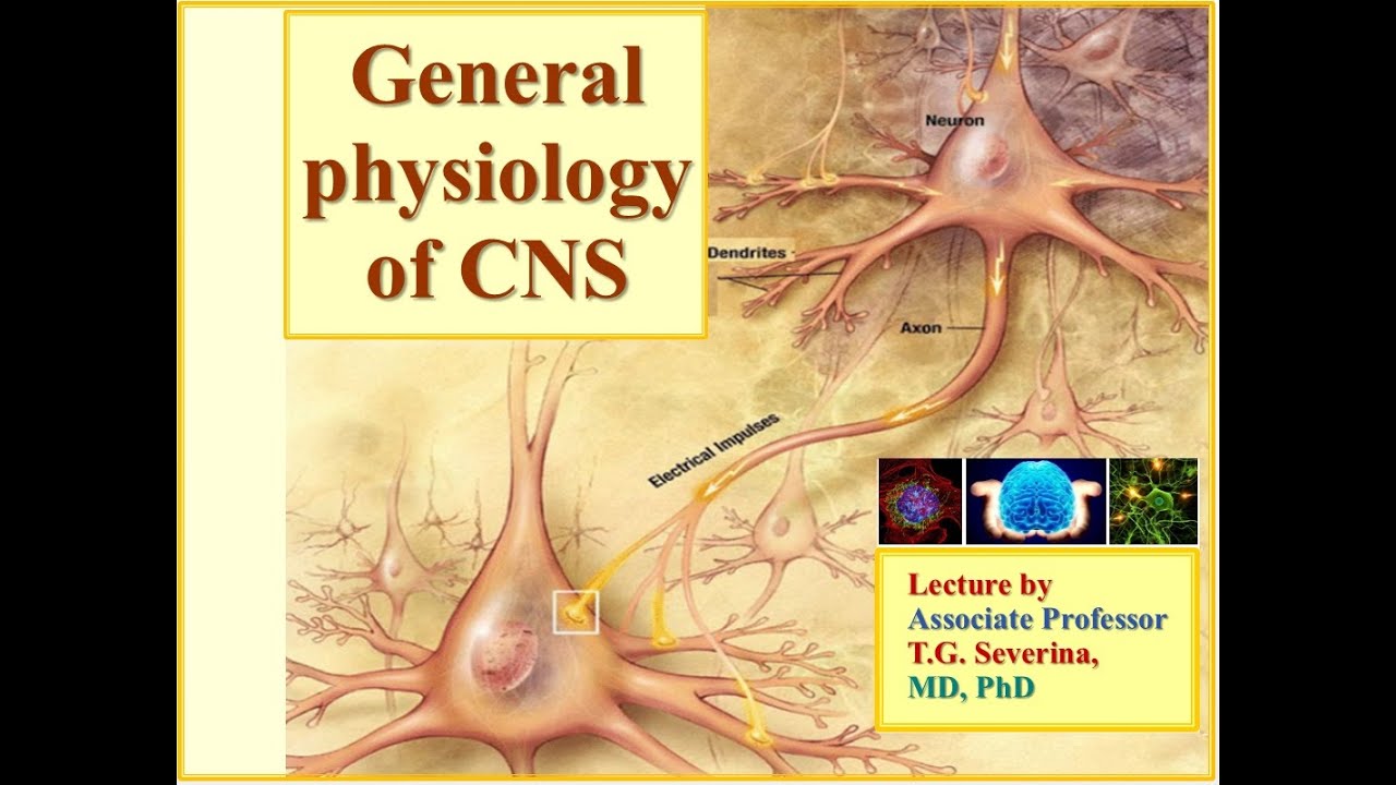 General Physiology of the CNS - YouTube