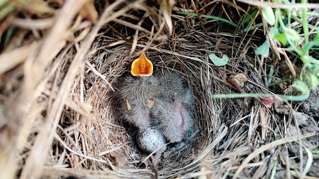 Day 1"Amazing Discovery: Two Baby Pipit Birds Hatch from One Egg - YouTube