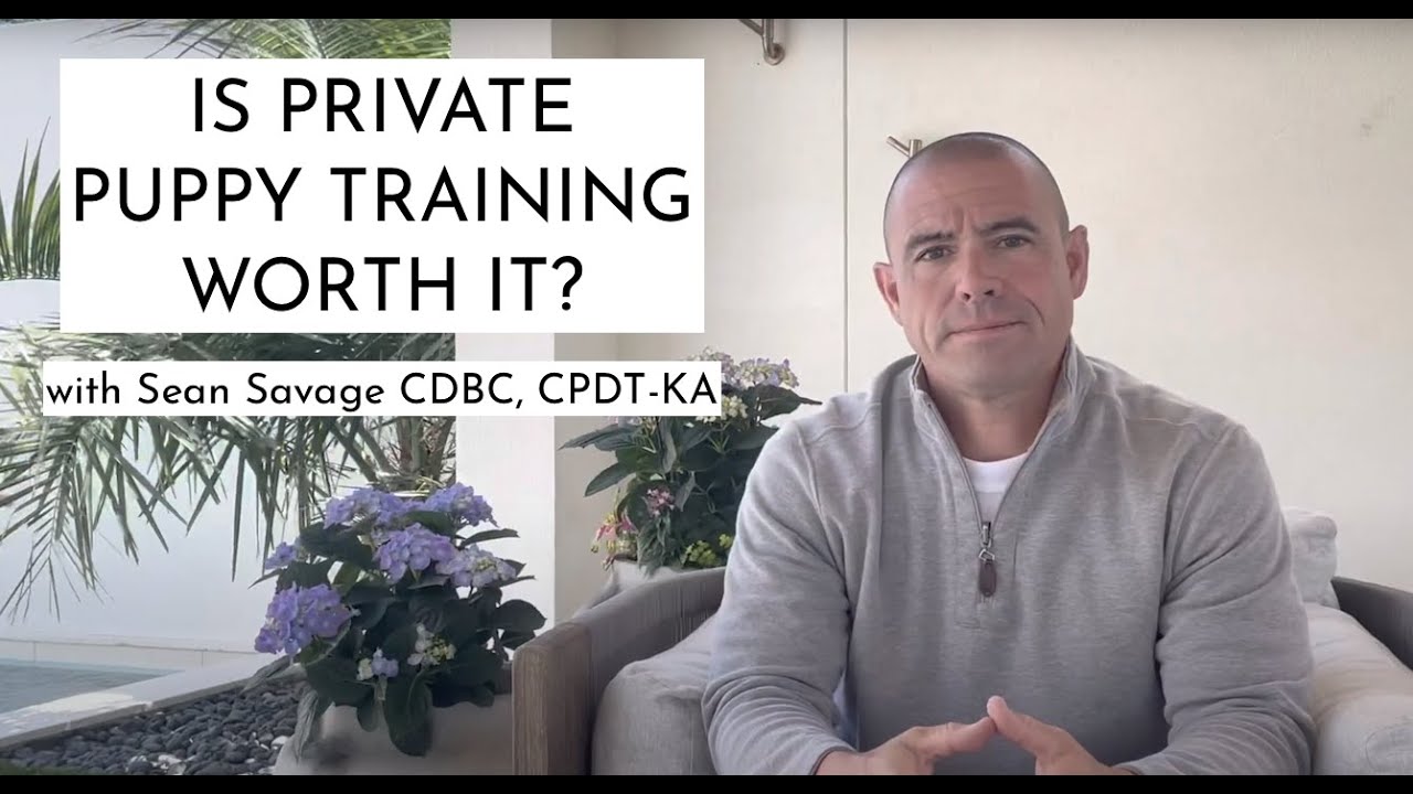 Is Private Puppy Training Worth It? - YouTube