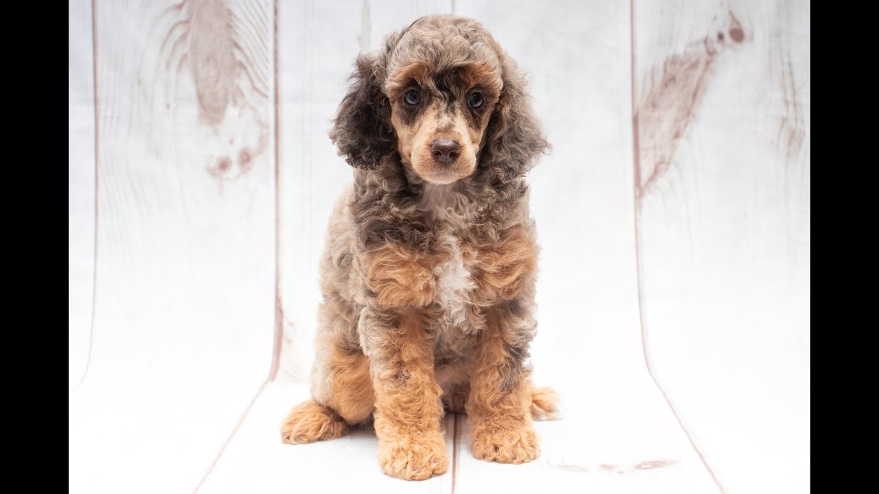 Lelo the Poodle Pup - YouTube