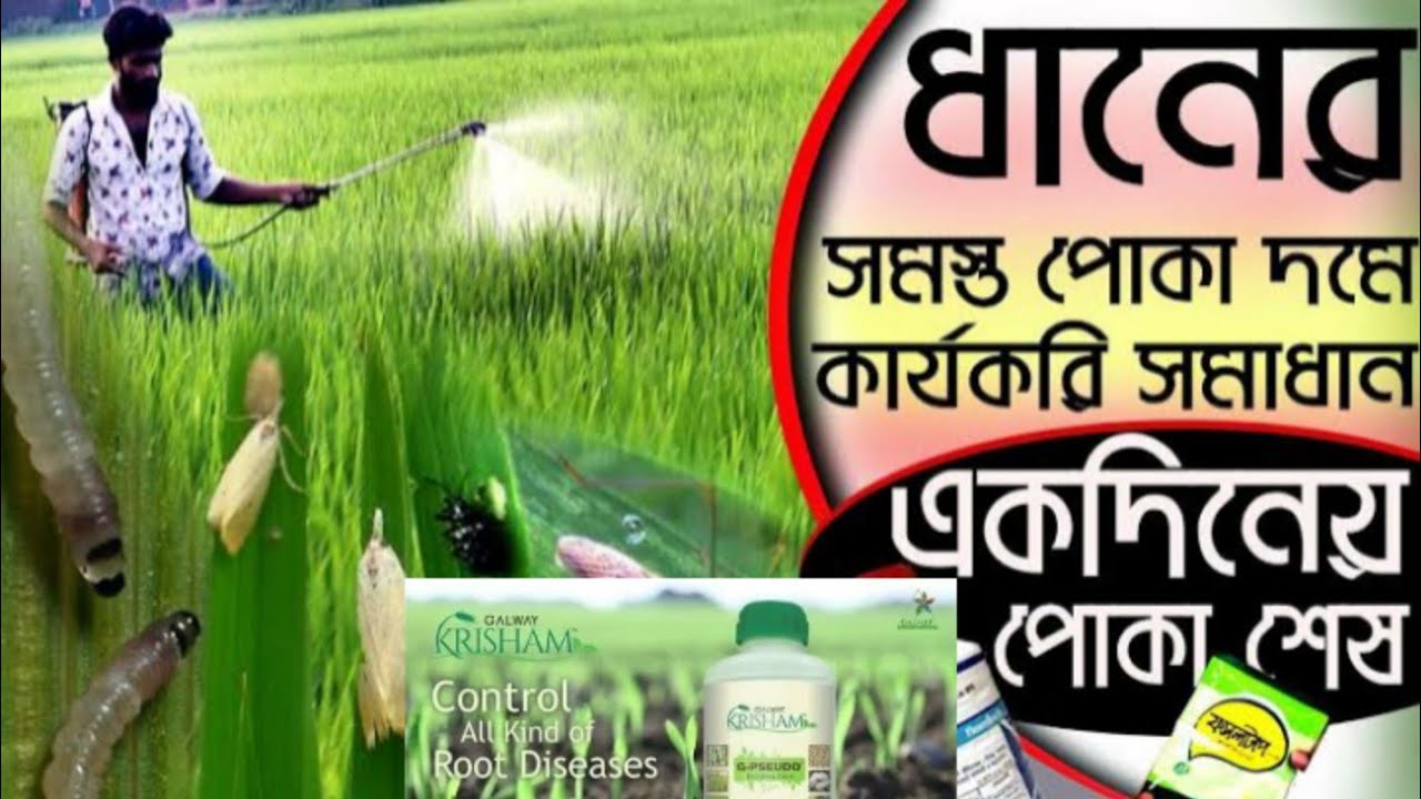 Dhaner bivinno rog o tar protikar/ Dhaner Majra domoner upai / Galway ...