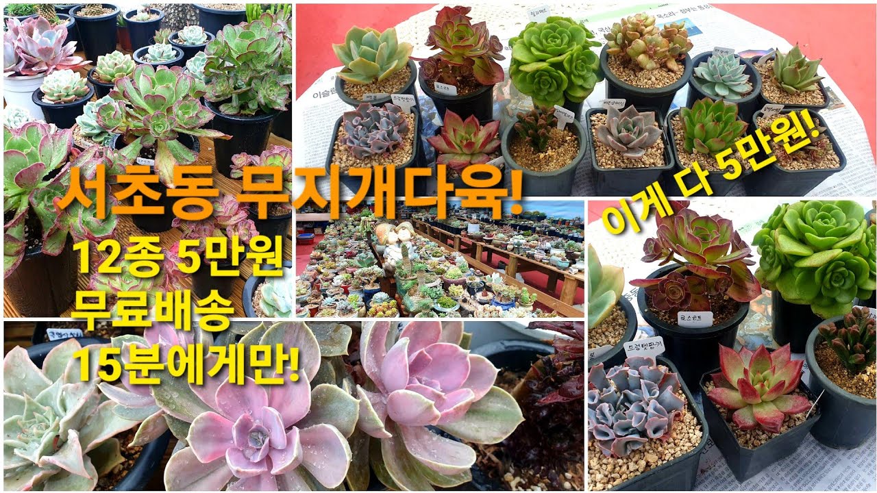 서초동 무지개다육💕12종 5만원 무료배송15분에게만 무지개다육 루밍 파랑새 로스코프 백봉 브라우니 릴리패드 마리아 퍼플샴페인 트럼펫핑키 피라미달라스