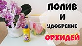 Удобрение для орхидей. Когда удобрять фаленопсис. - YouTube