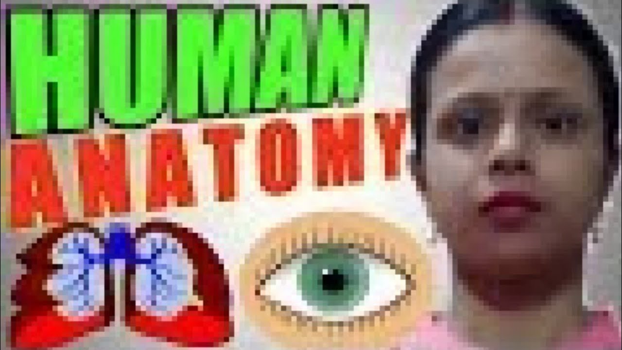 Human anatomy animation video || 3d anatomy and physiology animations ...