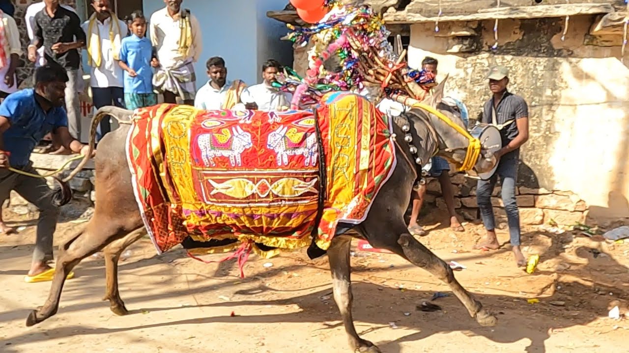 BULL RACE IN KARNATAKA#MYLER IN KARNATAKA@జల్లికట్టు కర్ణాటక! సంక్రాంతి ...