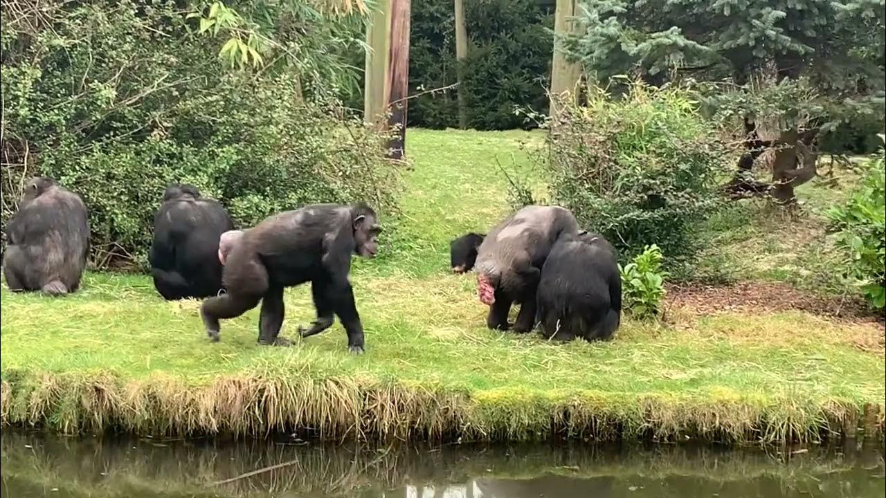Chester zoo - YouTube