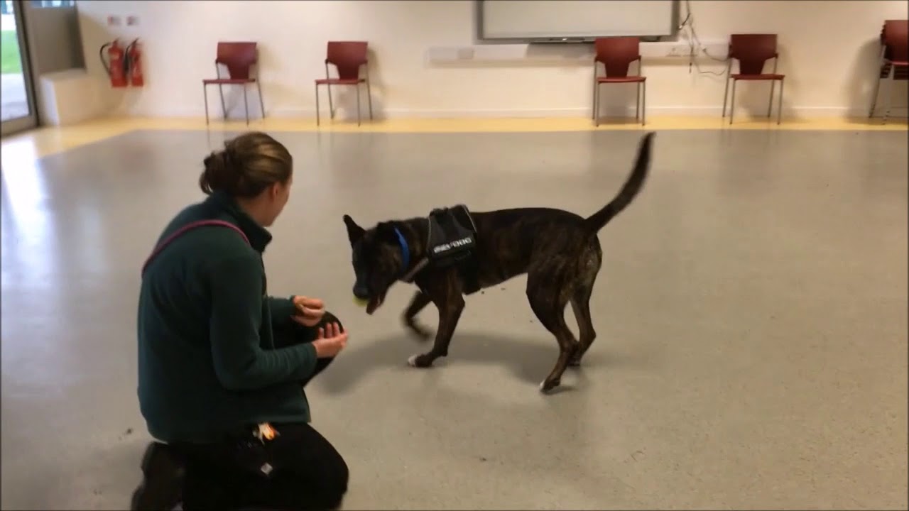 Dogs Trust Manchester - Bobby - YouTube