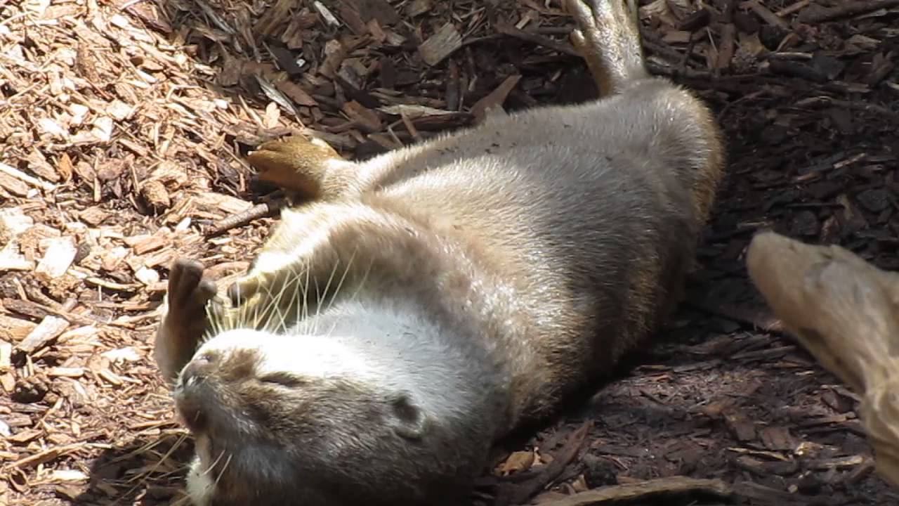 Adorable Otter Plays on its Back with a Pebble - YouTube