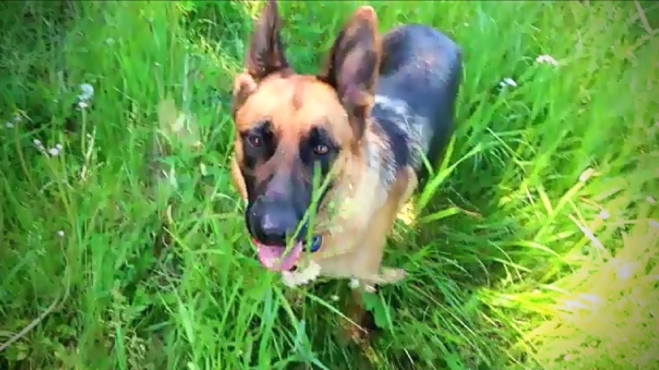 German Shepherd was worried owner was in danger - YouTube